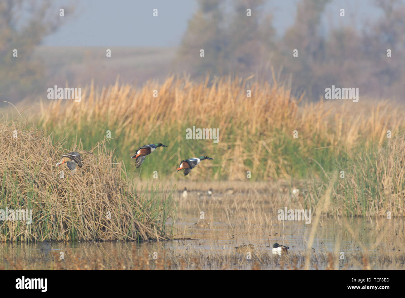 Side view of flock of ducks with spreading wings landing on lake ...