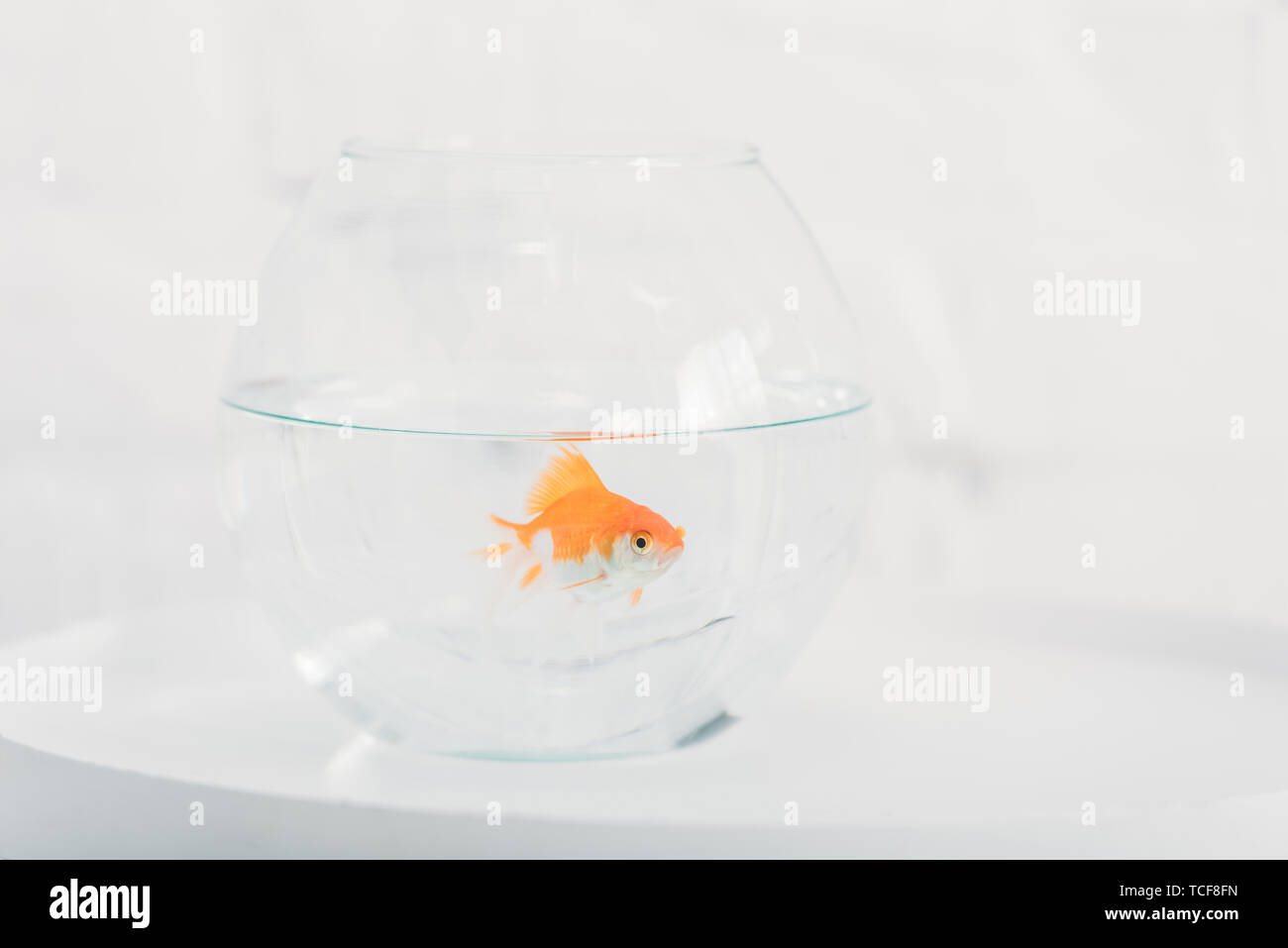 bright goldfish in aquarium with clear transparent water on white ...