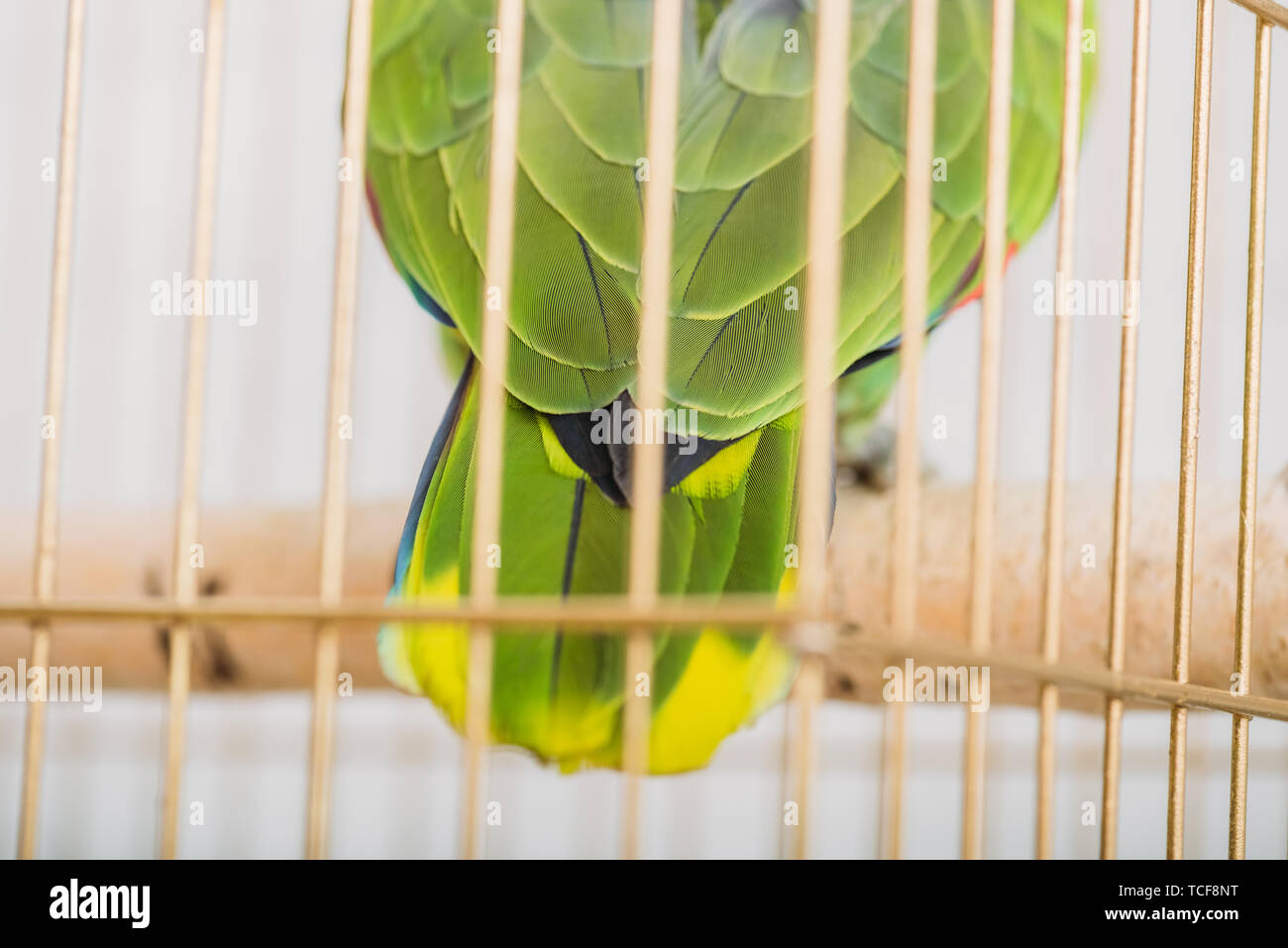 Parrot tail hi-res stock photography and images - Alamy