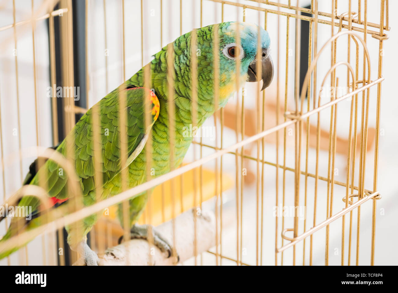 Bright green parrot hi-res stock photography and images - Alamy