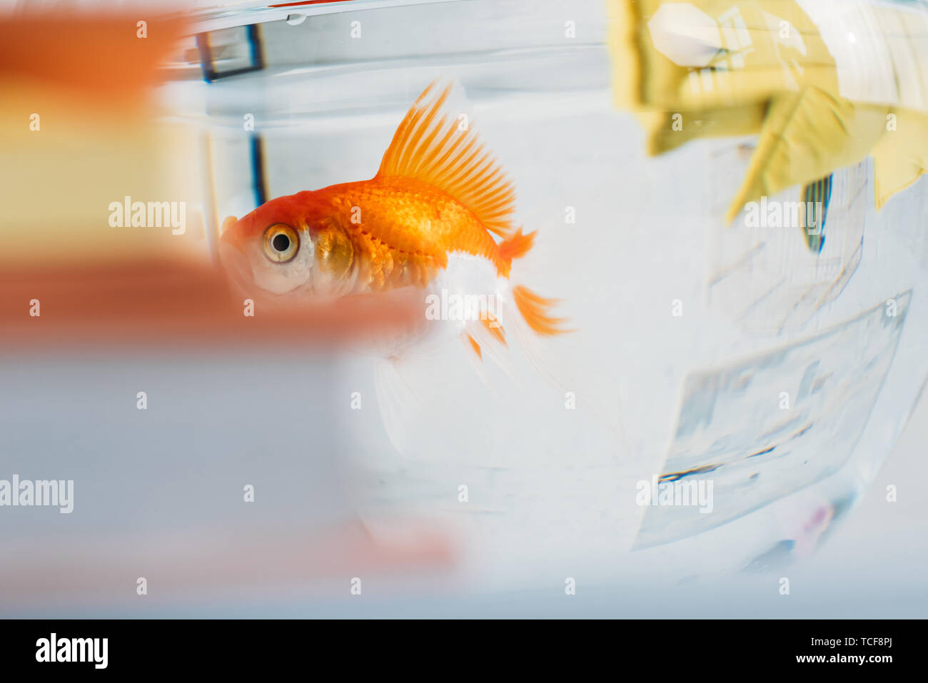 selective focus of gold fish in aquarium with clear transparent water ...
