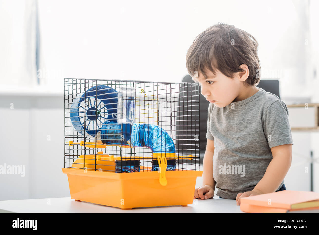 adorable boy looking at pet cage with blue plastic wheel and tunnel ...