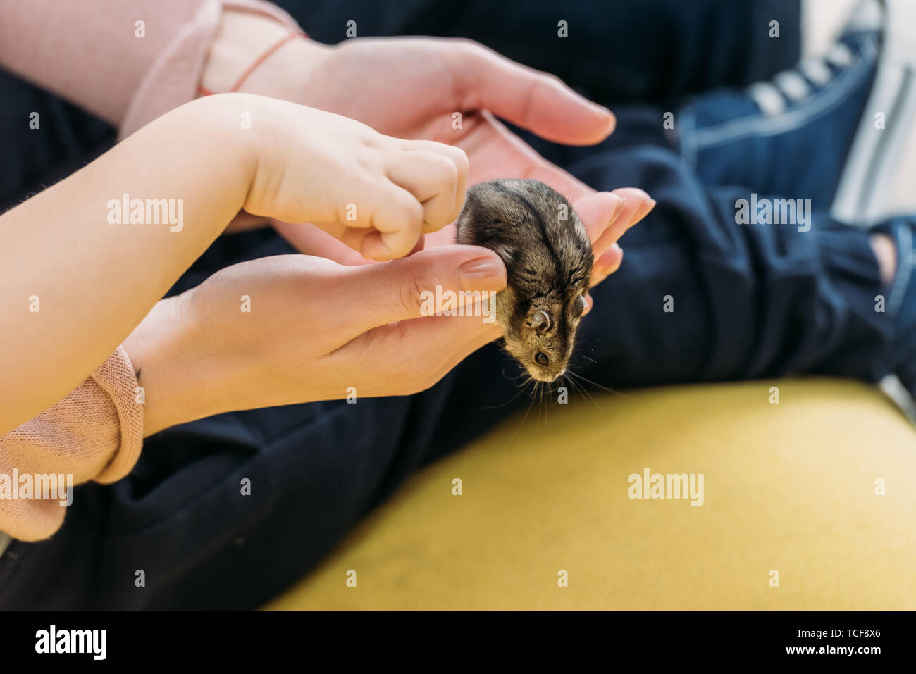 partial view of woman and child holding adorable fluffy hamster Stock ...