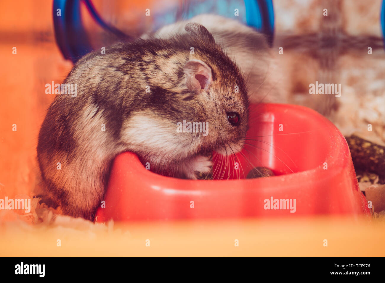 selective focus of cute hamster eating from orange plastic bowl Stock ...