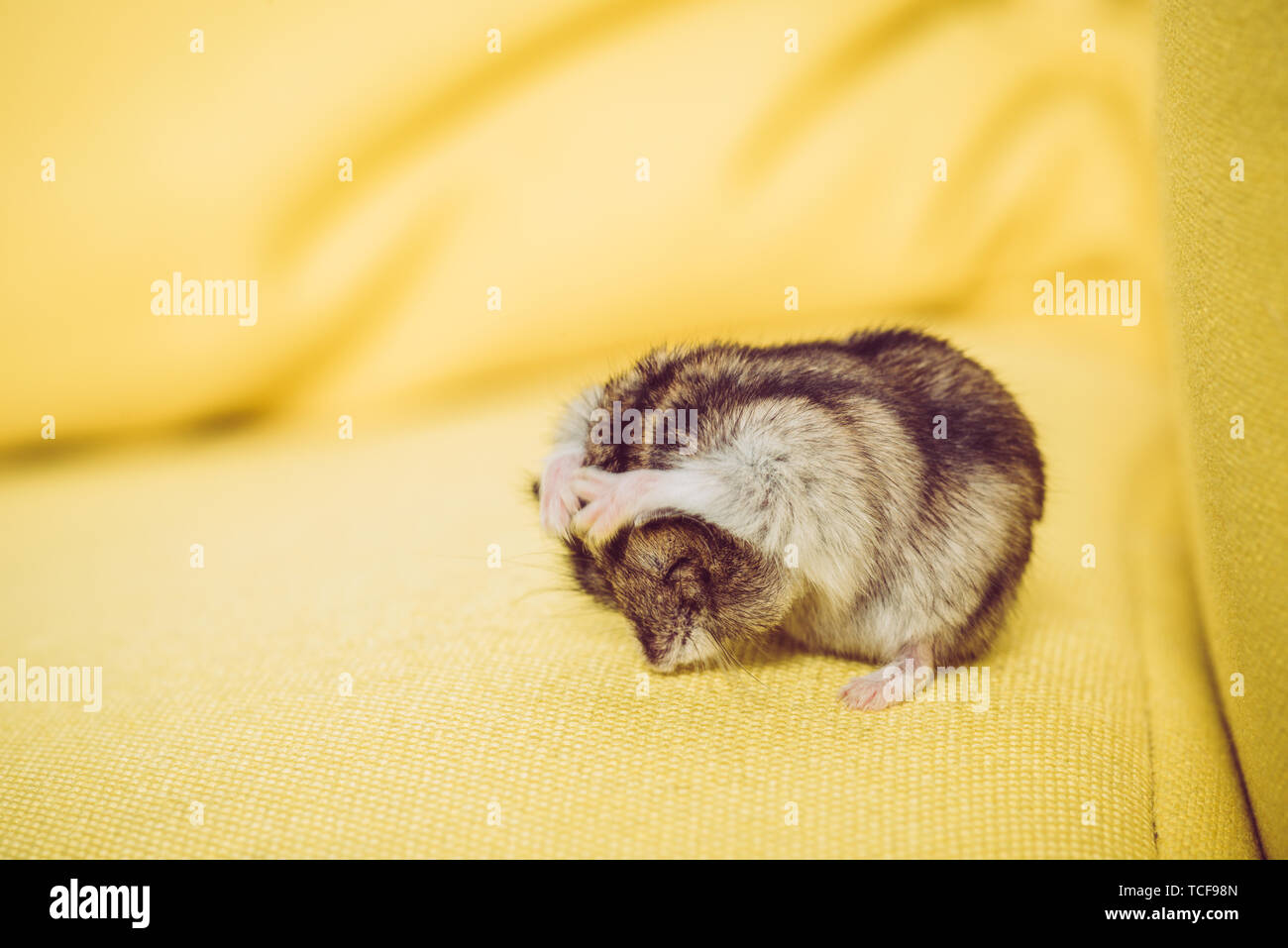 Funny hamster hi-res stock photography and images - Alamy