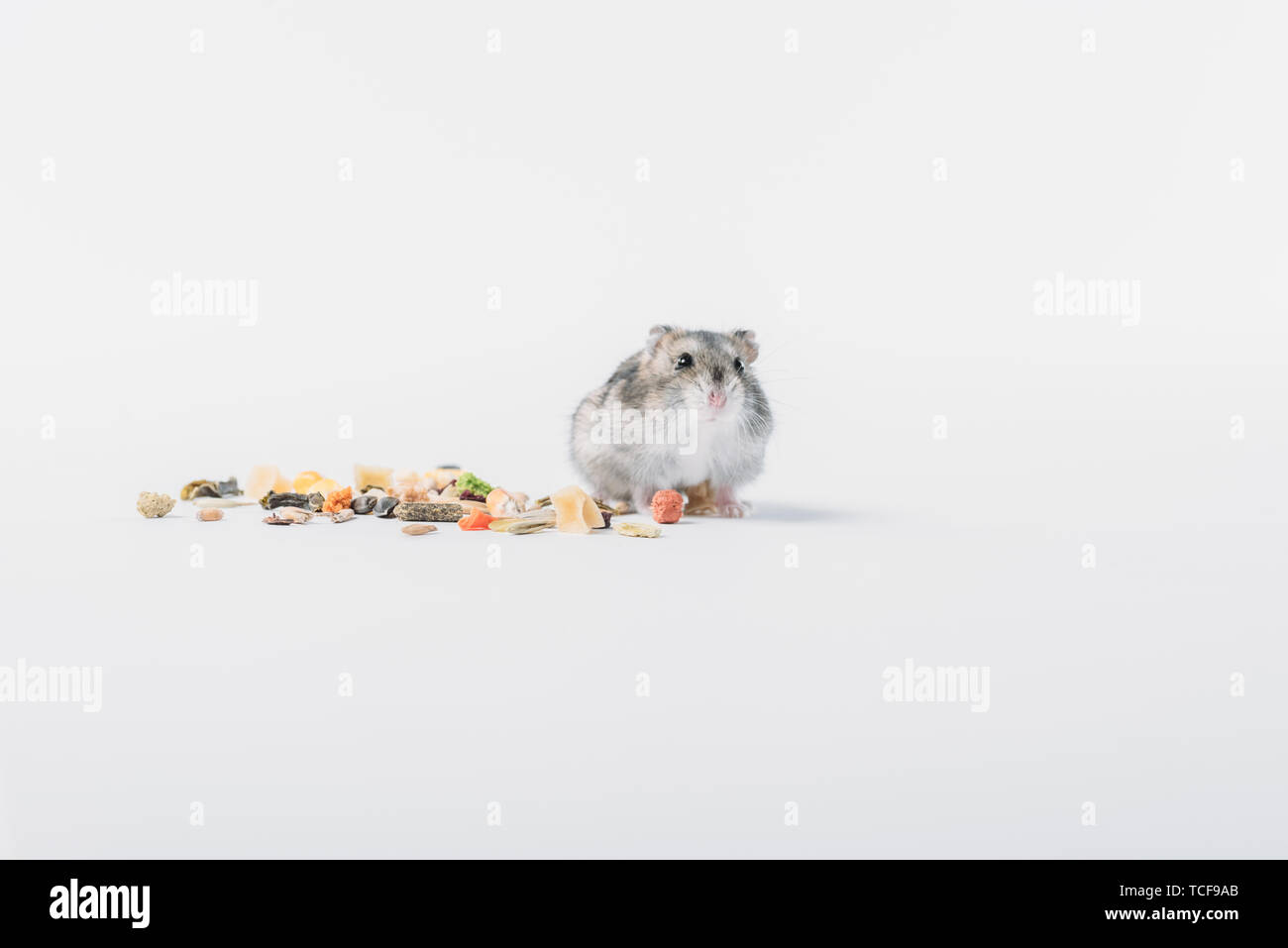 Nutritious hamster food hi-res stock photography and images - Alamy