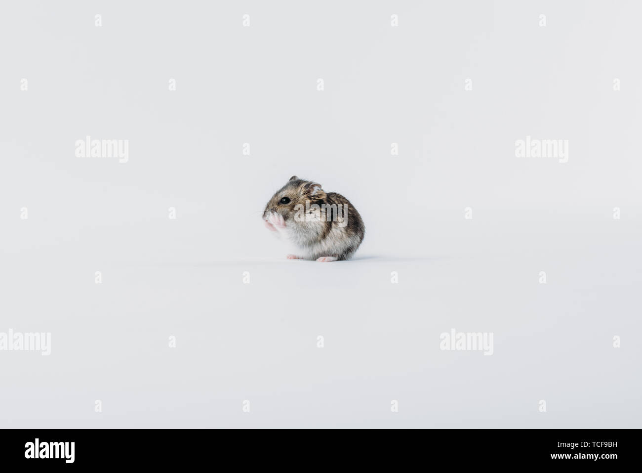 adorable furry hamster washing on grey background with copy space Stock ...