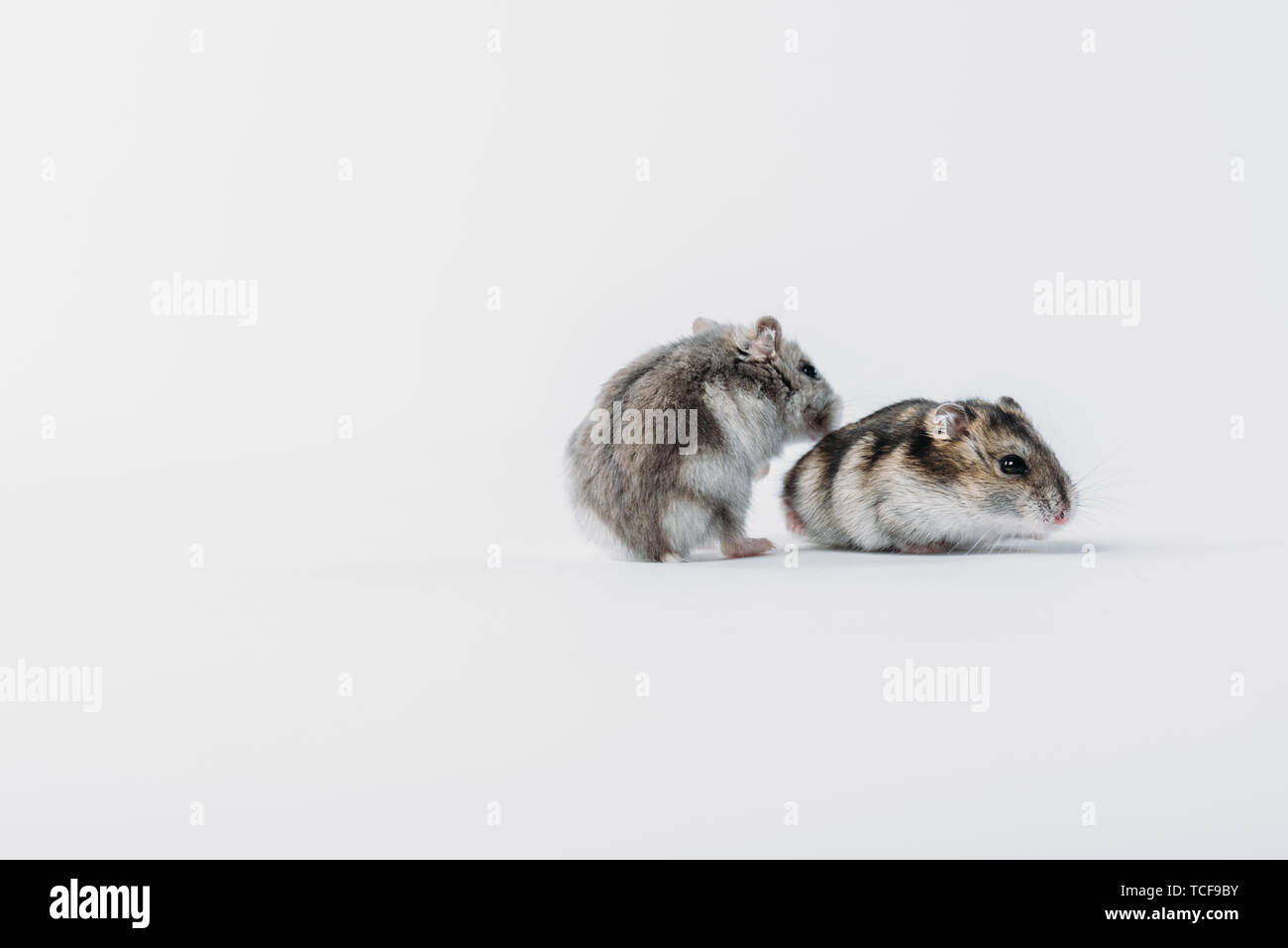 adorable, furry hamsters on grey background with copy space Stock Photo - Alamy
