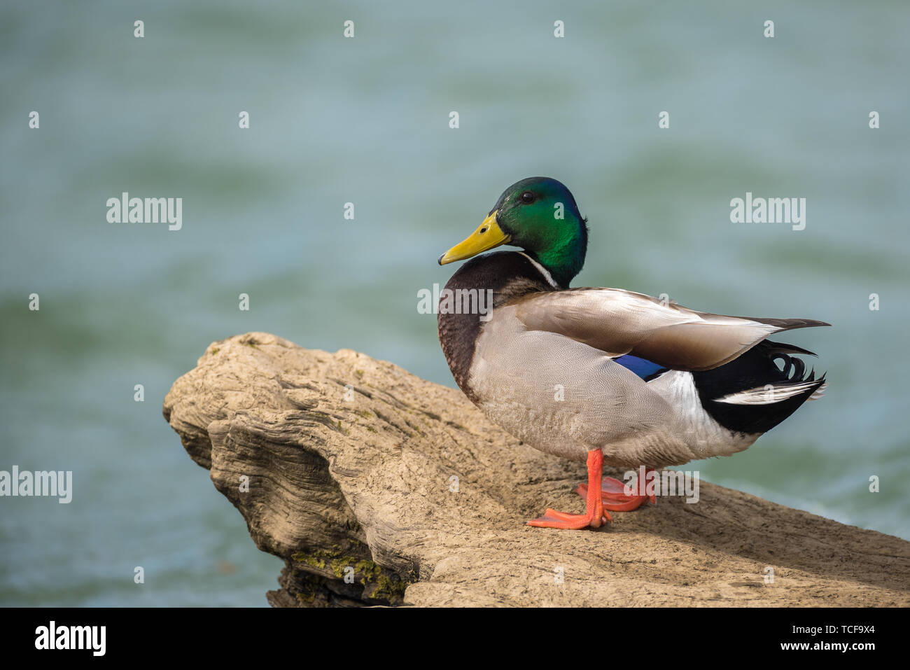 Drake duck High Resolution Stock Photography and Images - Alamy