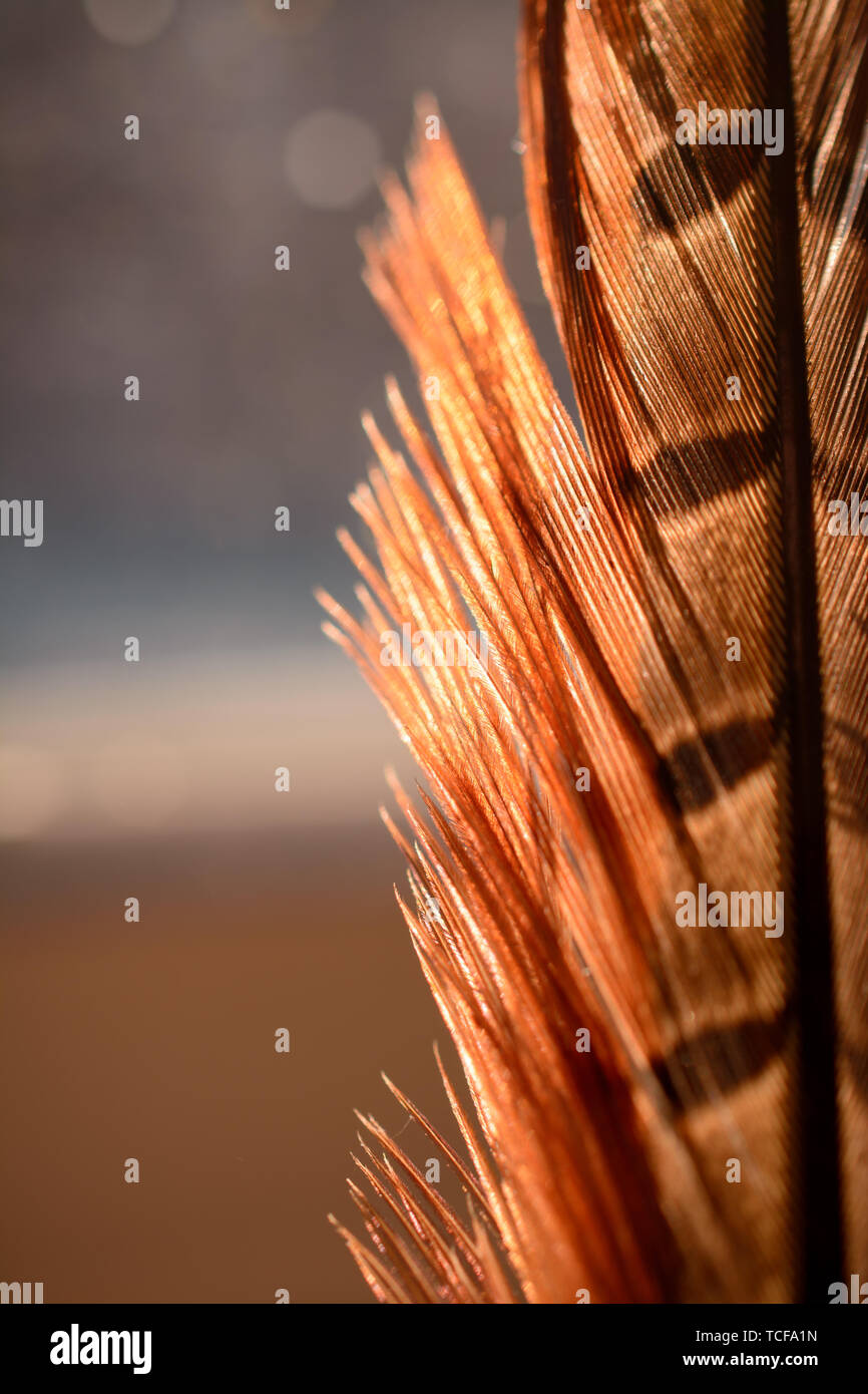 Pheasant feather hi-res stock photography and images - Alamy