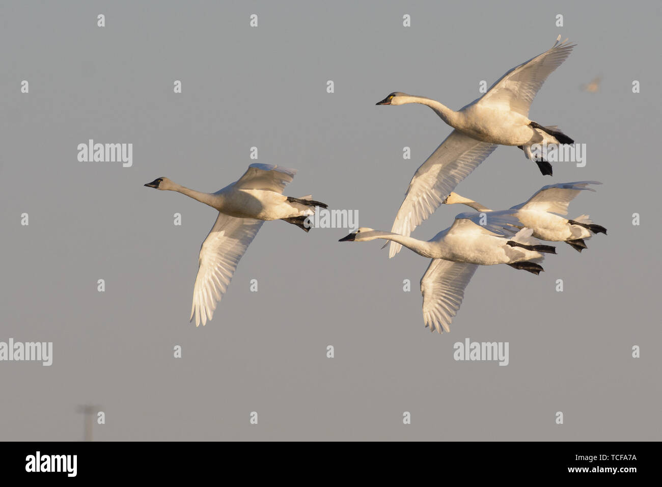 Beautiful white geese in wildlife flying in small flock in sky Stock ...