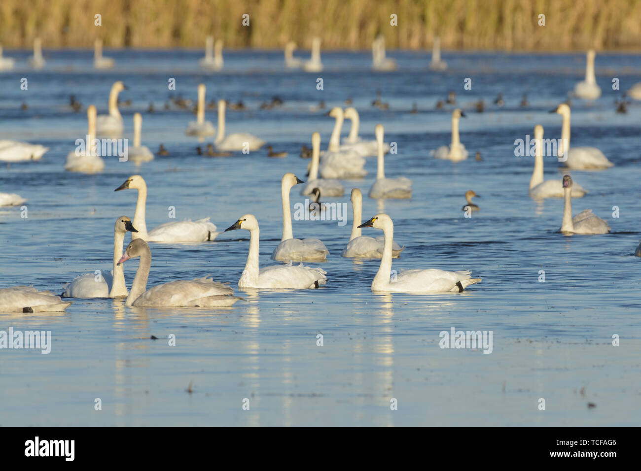 View of blue lake water with swimming white geese and ducks in wildlife ...