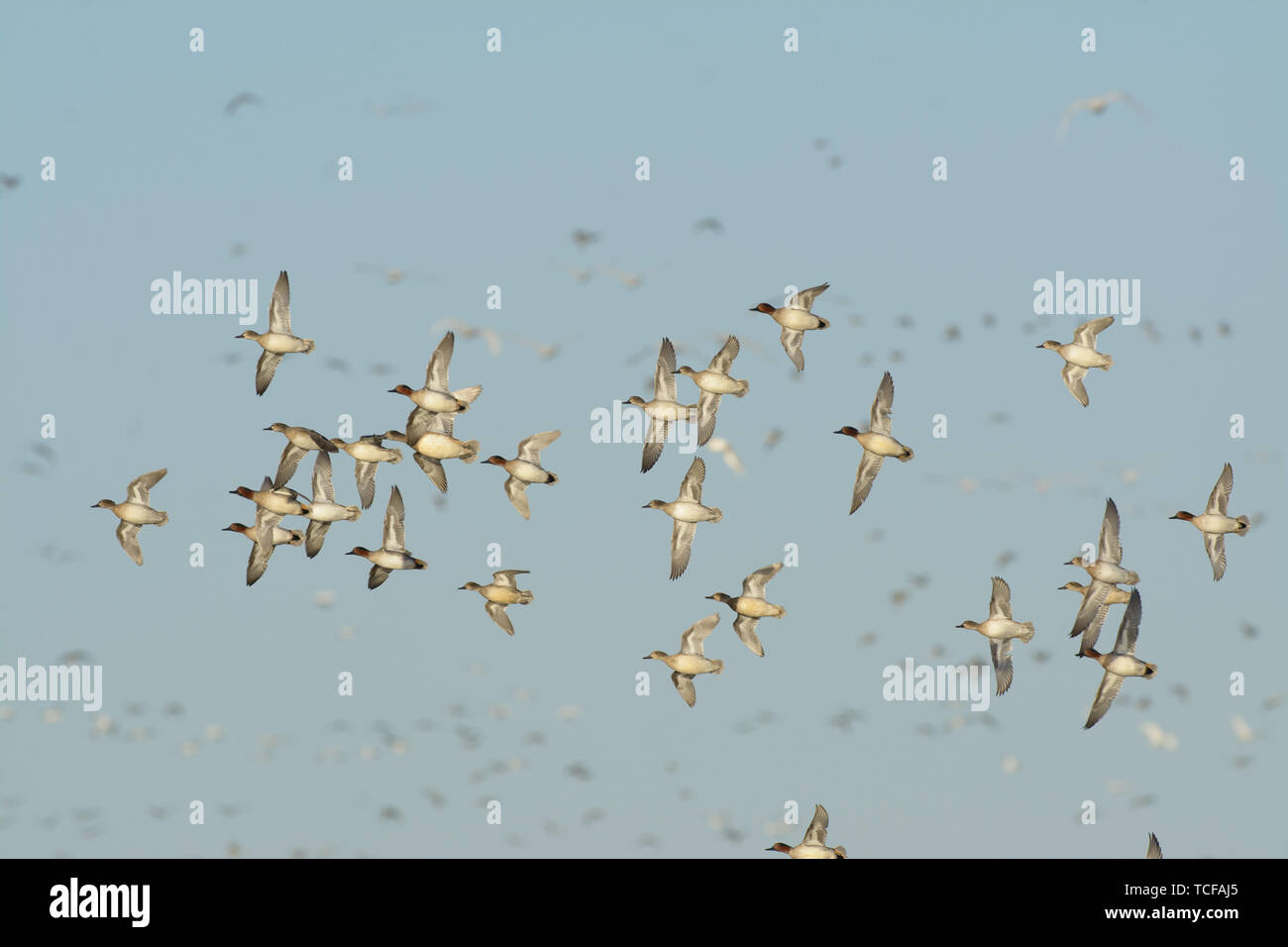 From below shot of wild gray ducks soaring in group in blue sky Stock ...