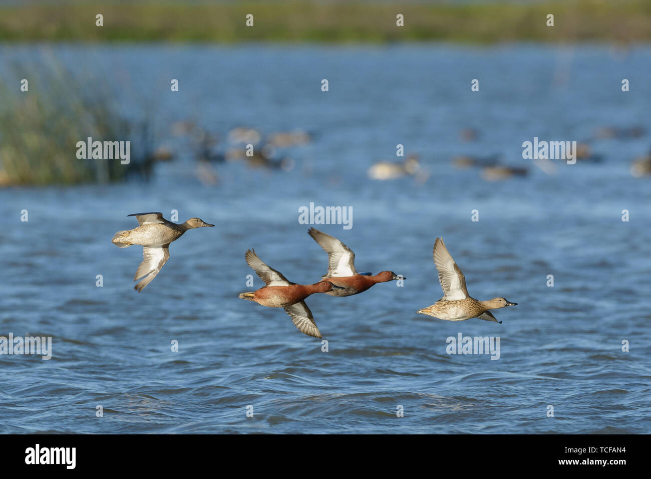 Cinnamon teal duck flying low over water Stock Photo - Alamy