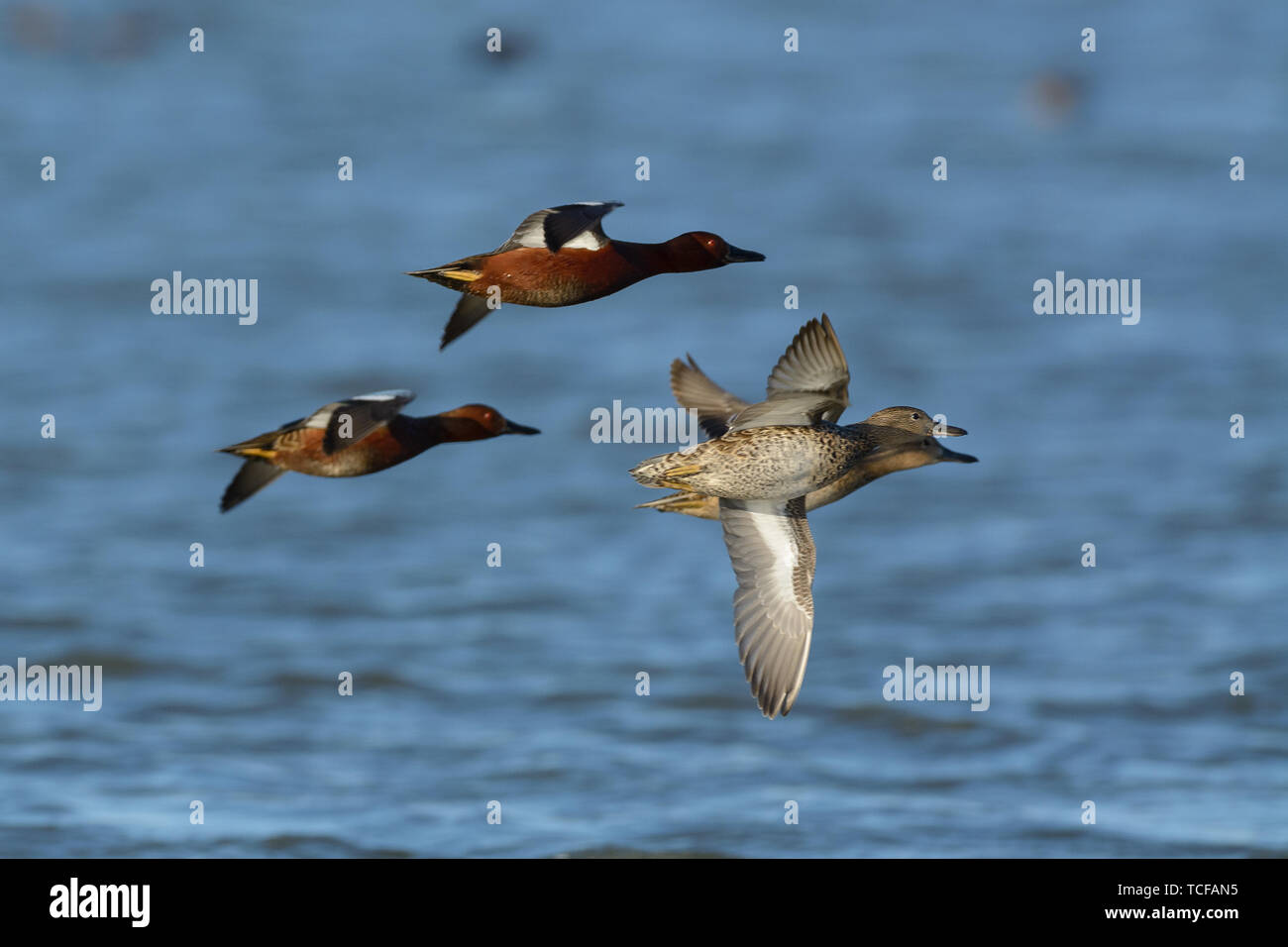 Cinnamon teal duck flying low over water Stock Photo - Alamy