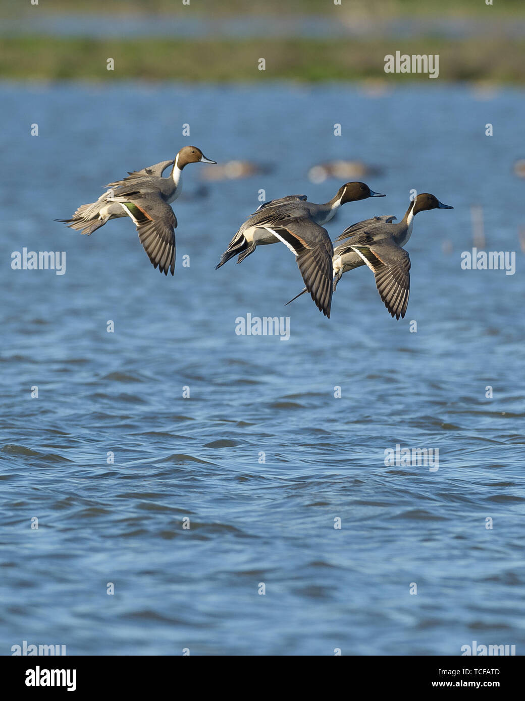 Pintail Ducks Landing