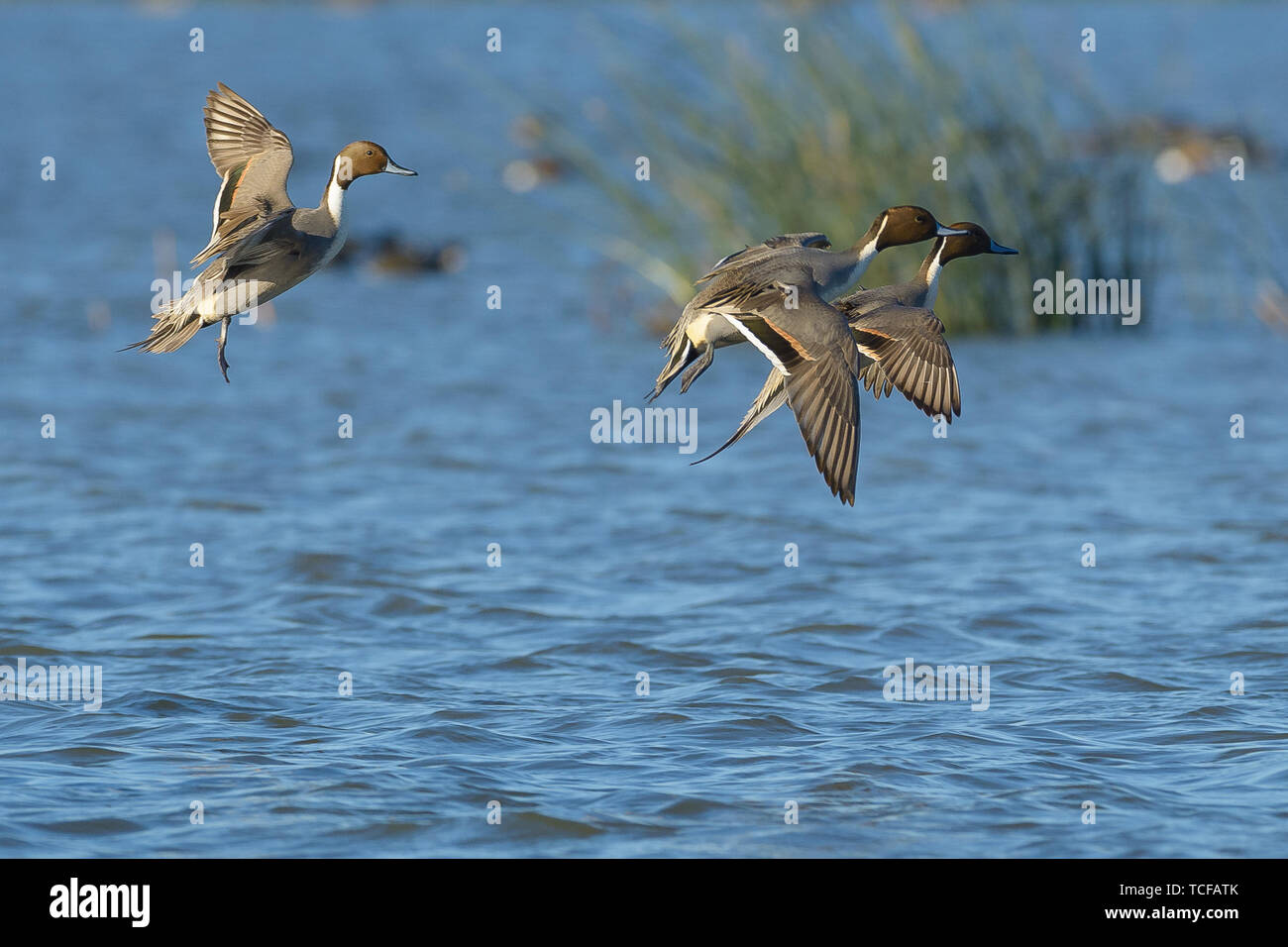 Pintail ducks drake male landing on water locked up Stock Photo - Alamy