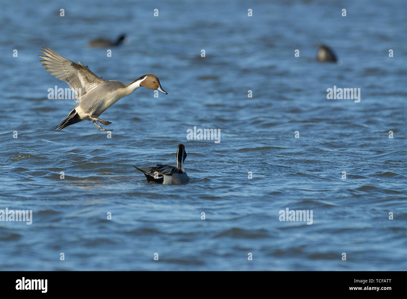 Pintail drake male landing on water near other pintail duck Stock Photo ...