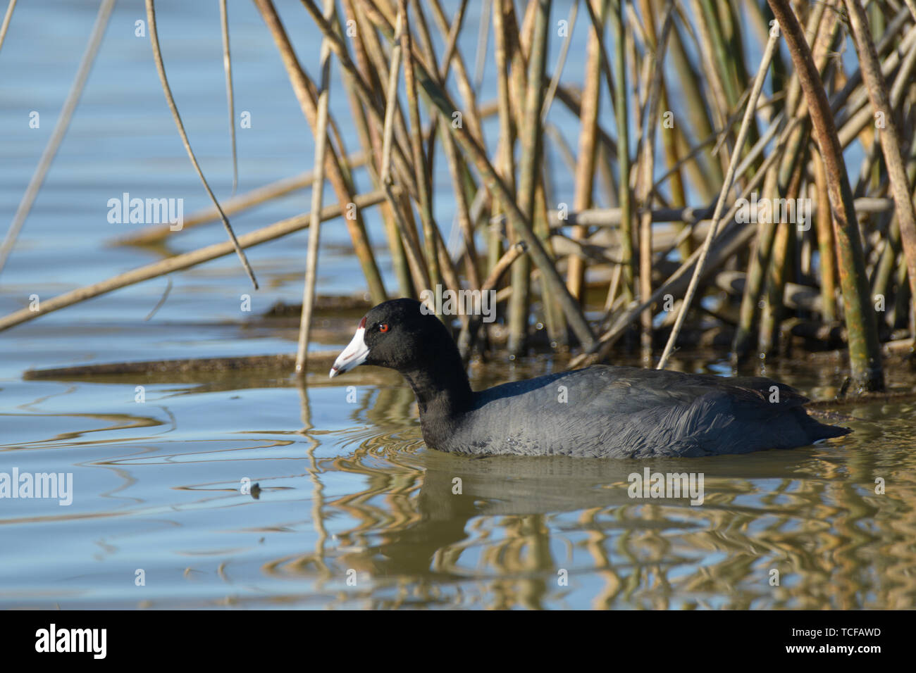 Black American coot with white beak swimming in lake near sedge Stock ...