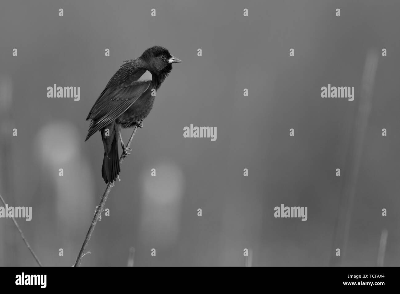 Red winged black Black and White Stock Photos & Images - Alamy