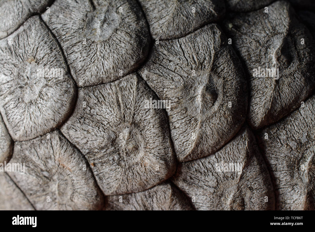 Cone Scales Close Up High Resolution Stock Photography and Images - Alamy