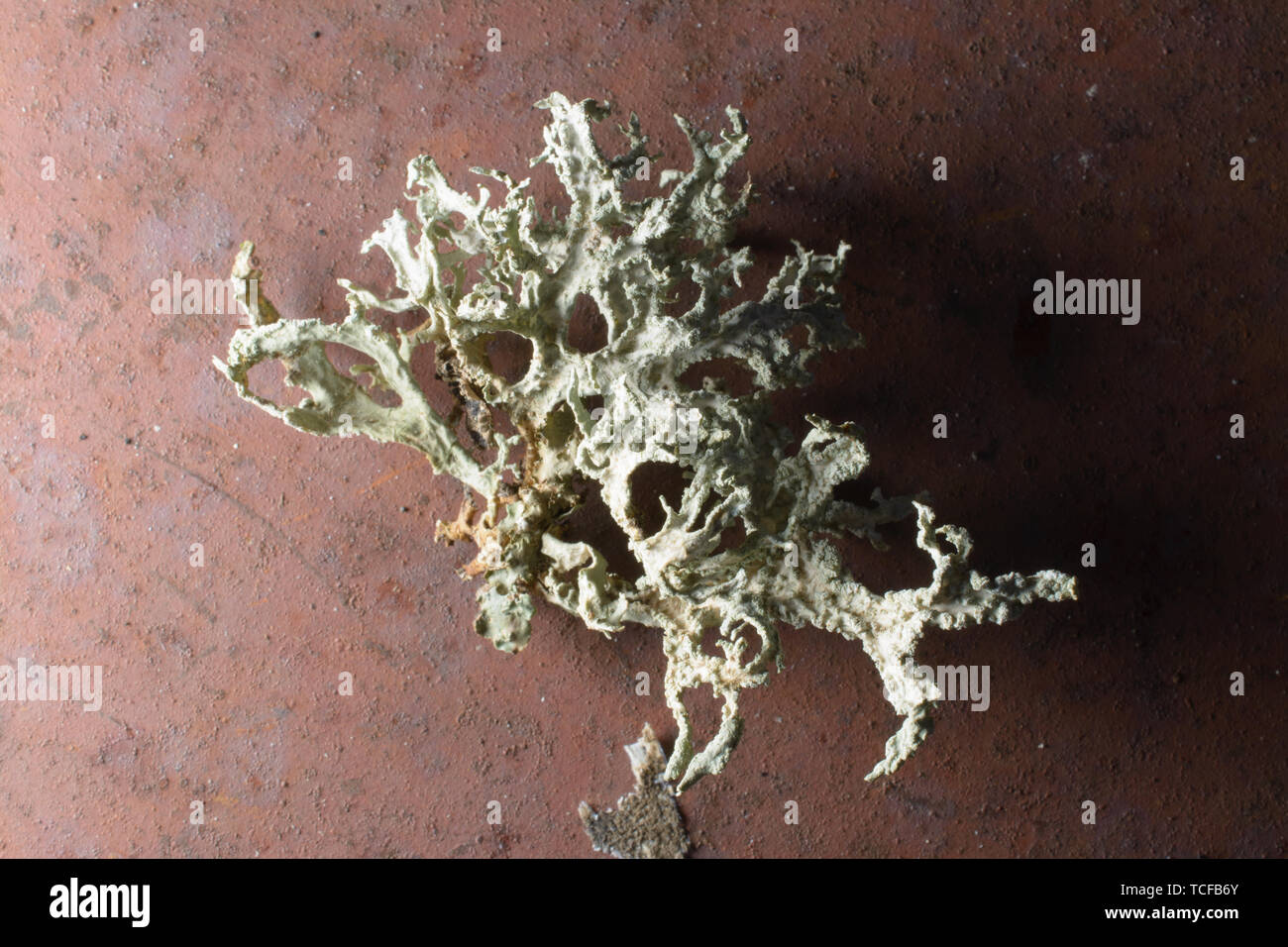 Rustic rusted metal plate with moss plant macro Stock Photo - Alamy