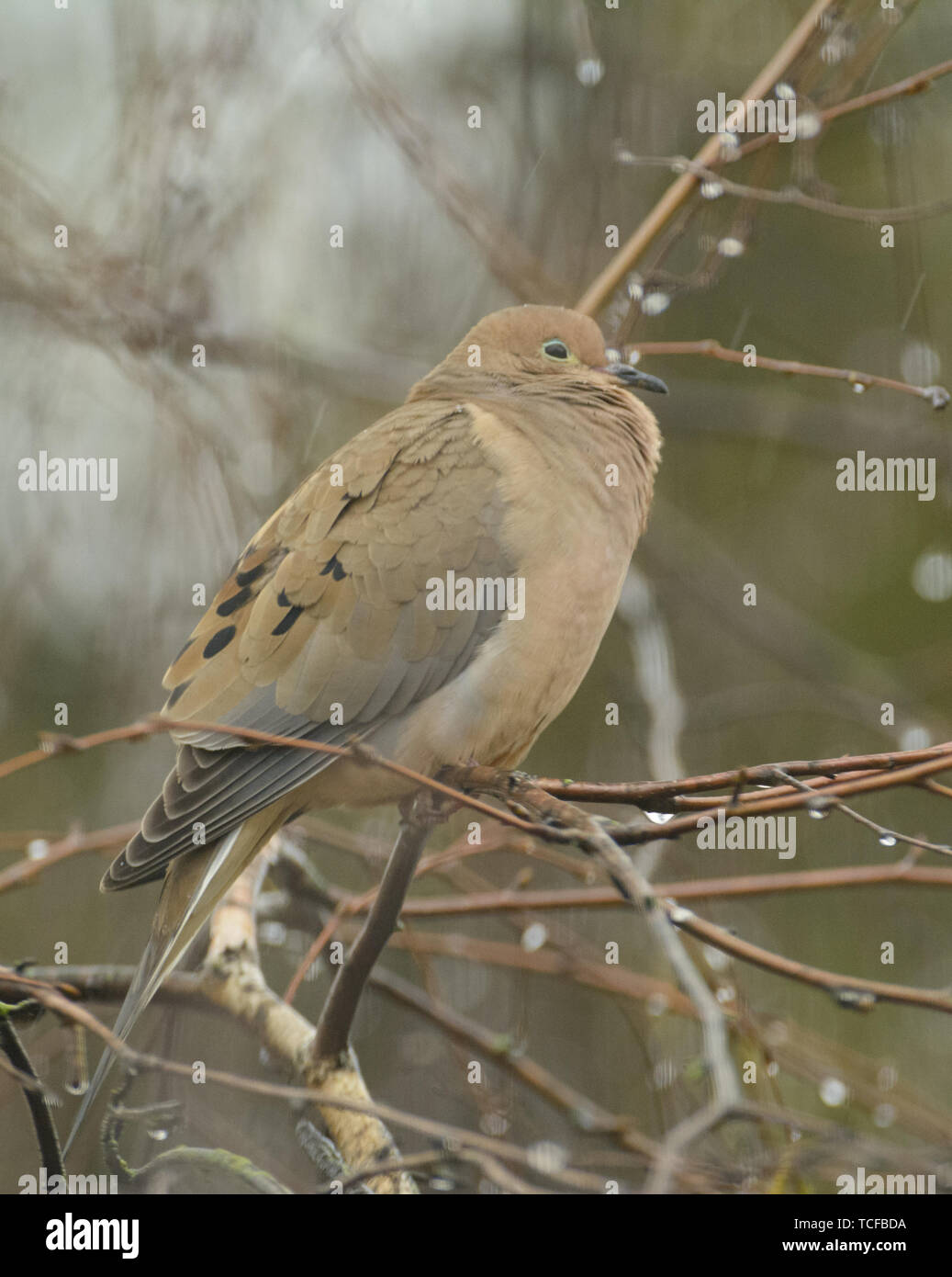 Close up view of american mourning dove perching on tree with drops of ...