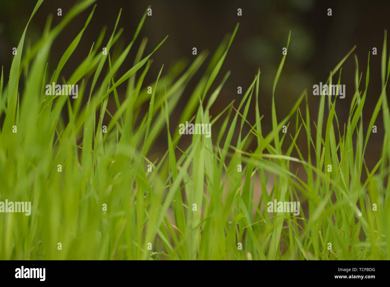 Close up view of green fresh grass growing in field on blurred ...