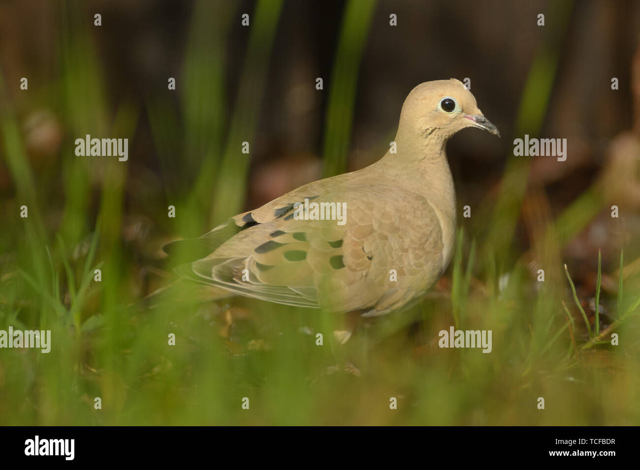 American mourning dove hi-res stock photography and images - Alamy