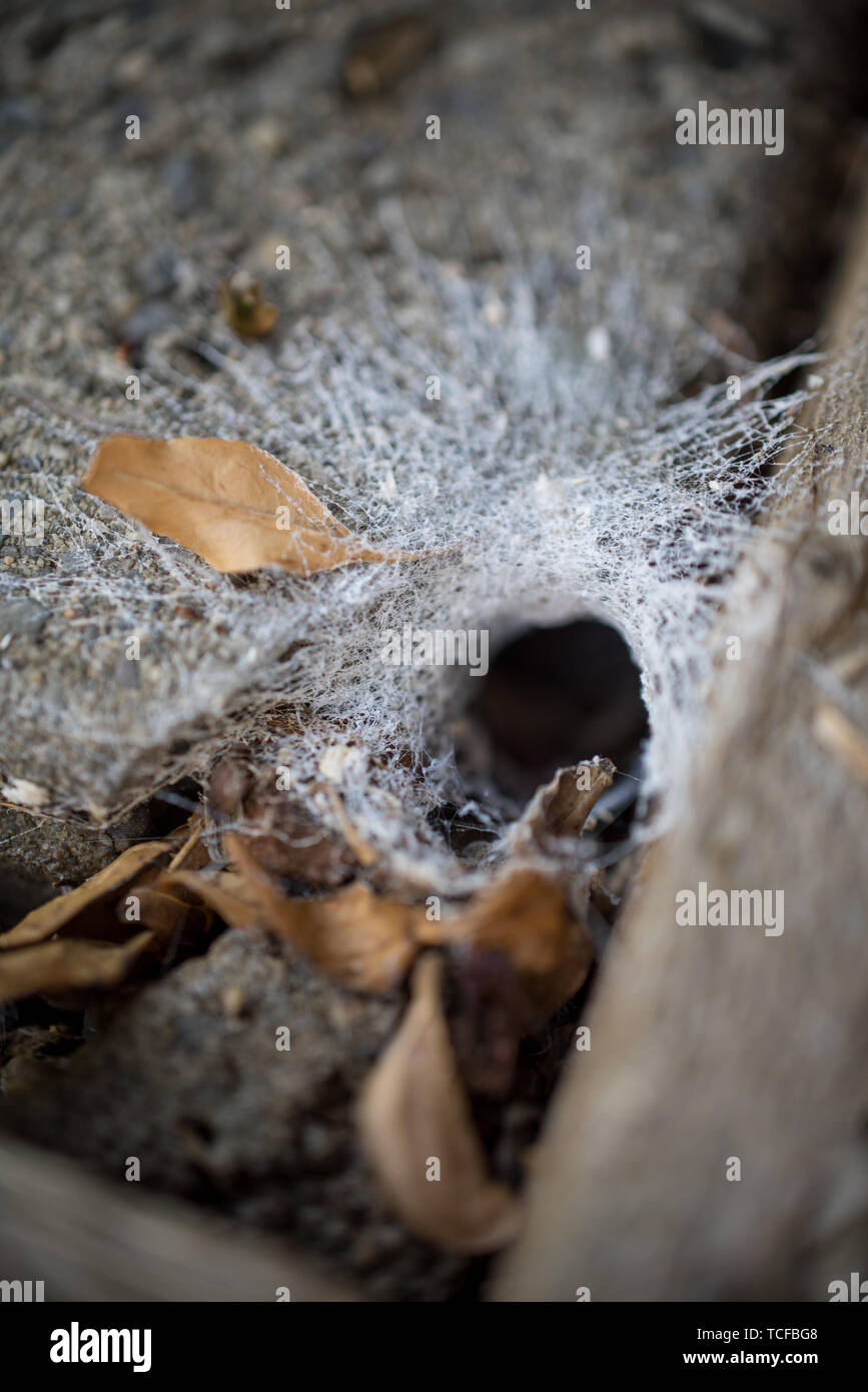 Funnel web spider web hole trap Stock Photo - Alamy