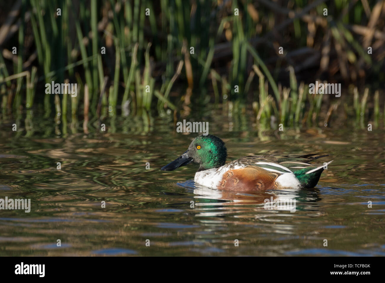 Northern shoveler, duck, waterfowl, swimming Stock Photo - Alamy