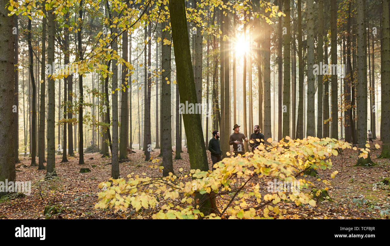 Three foresters stand in autumn in the forest with deciduous trees ...