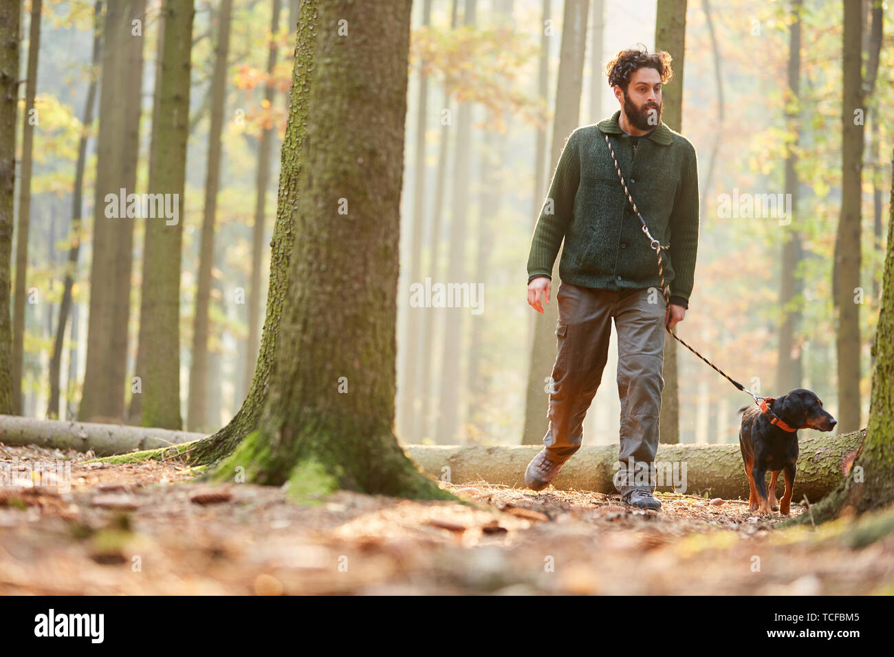 Hunters or foresters go for a walk in the woods with a hound as a ...