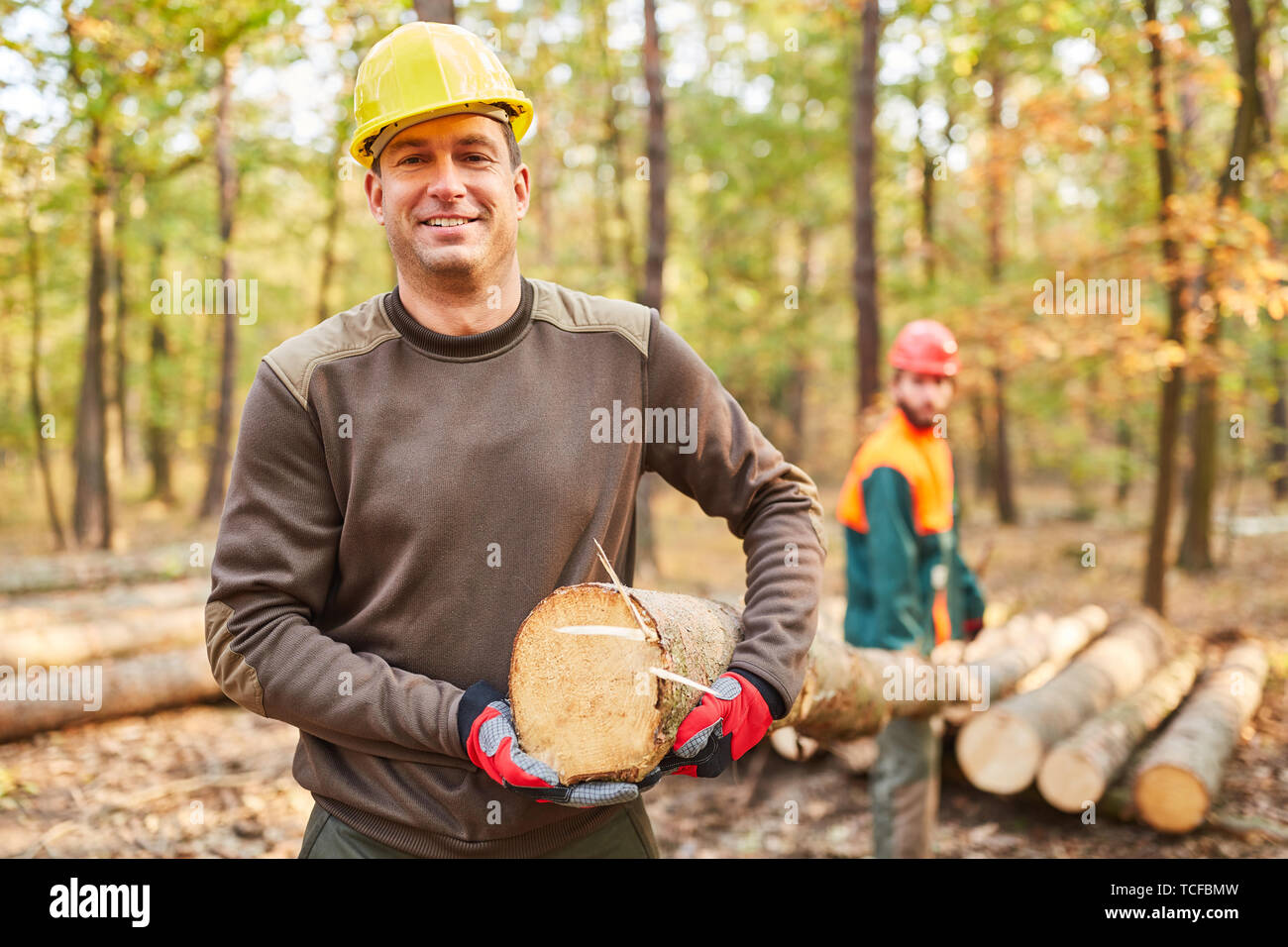 Two lumberjacks or forest workers carry a log during the harvest Stock ...