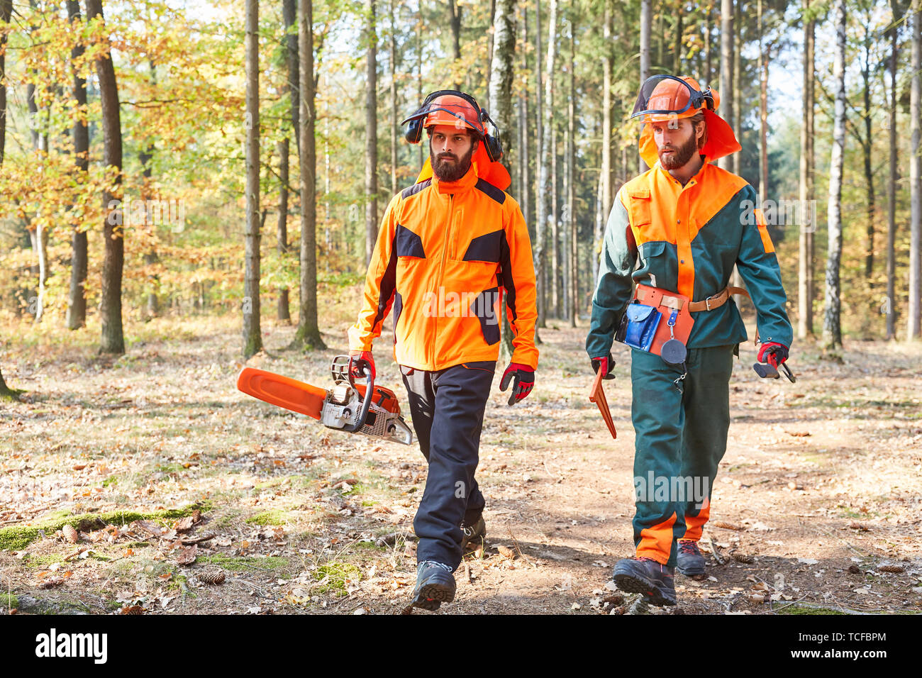 Two forest workers as lumberjacks with chainsaw and protective clothing ...