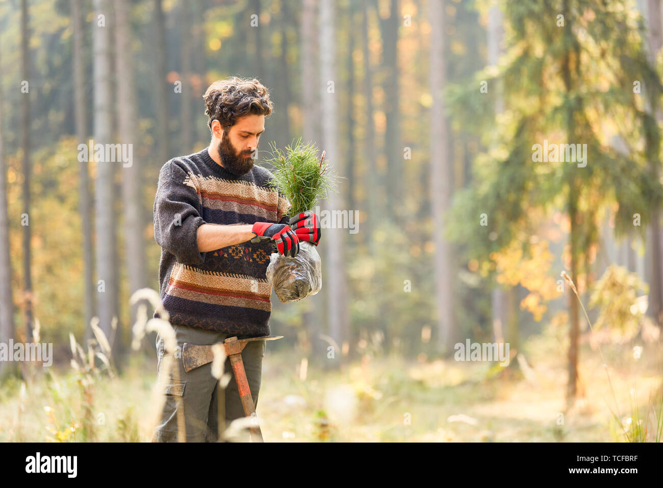 Forester or forester plants a pine seedling for reforestation Stock ...