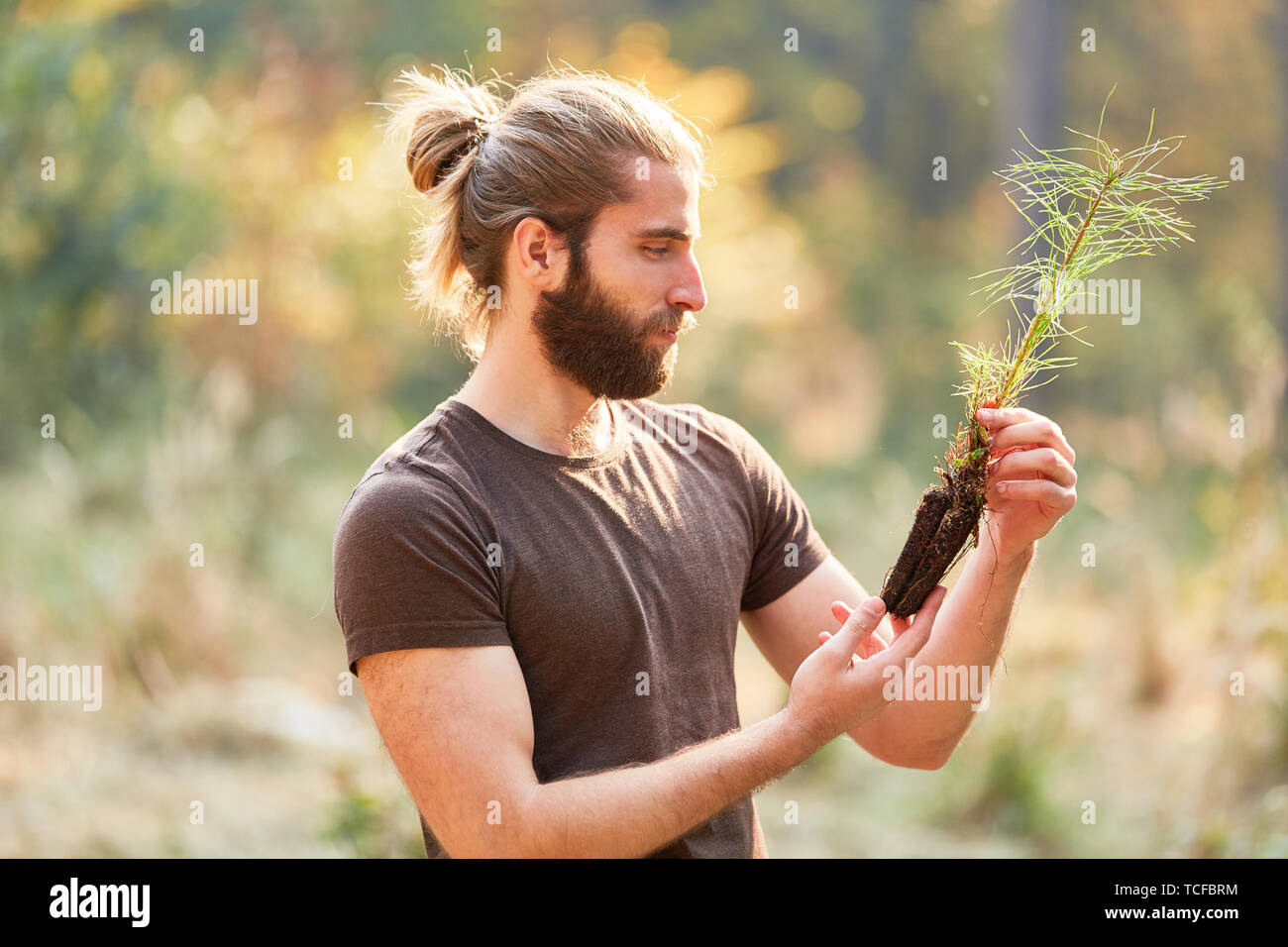 Forest workers or foresters inspected quality of pine seedling for ...
