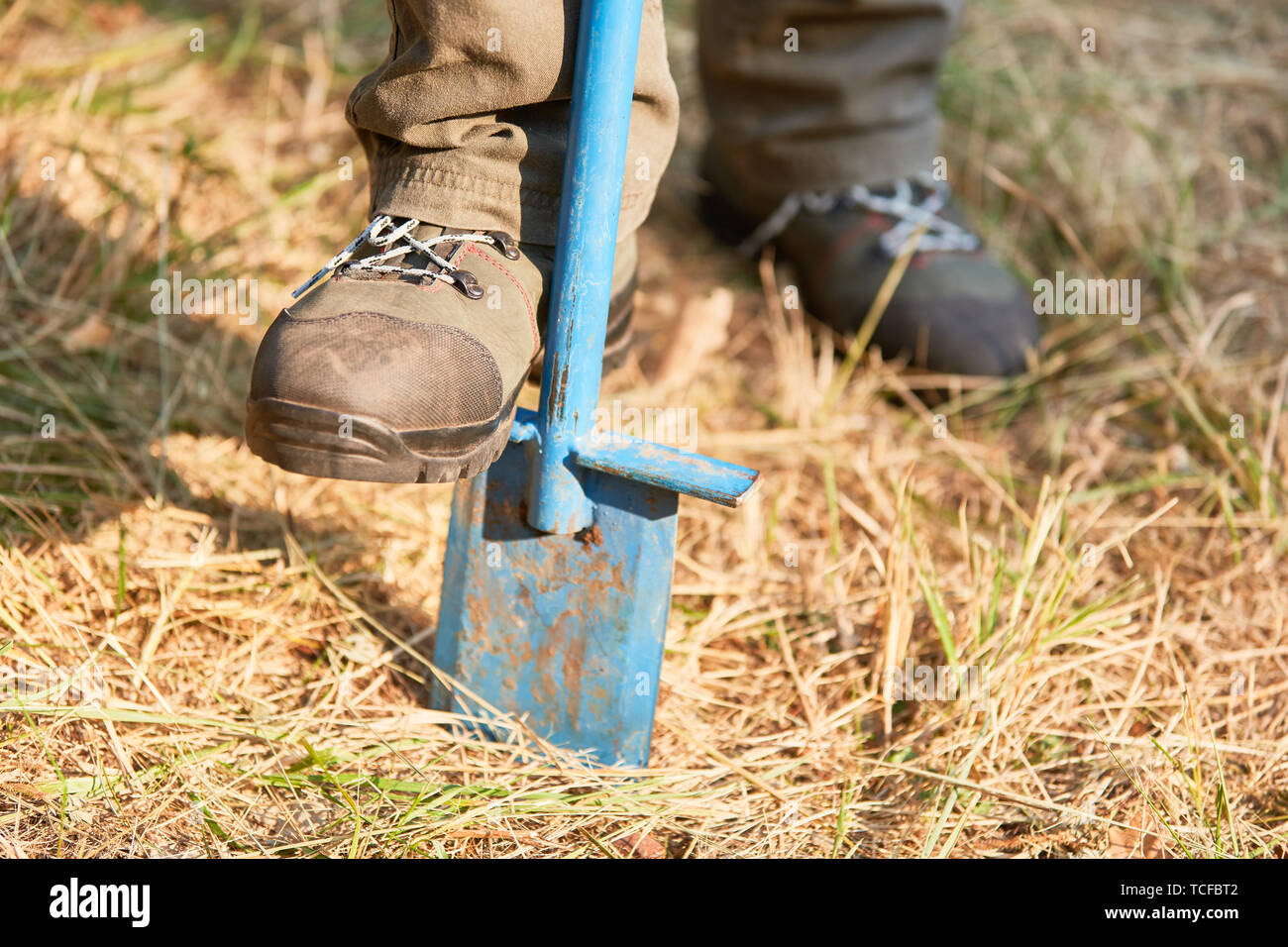Forestry or forest worker digging with the spade for reforestation ...
