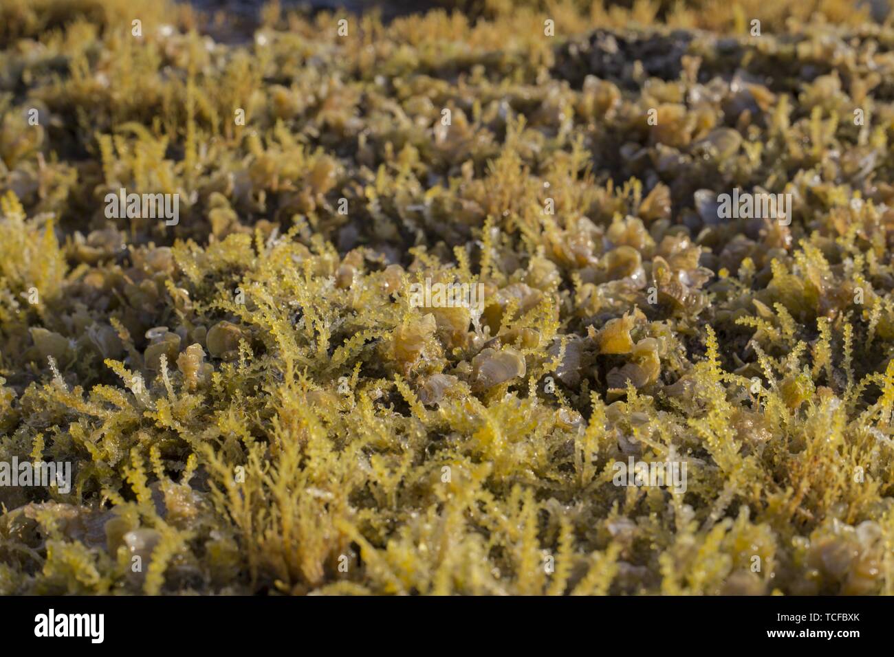 Laurencia hi-res stock photography and images - Alamy