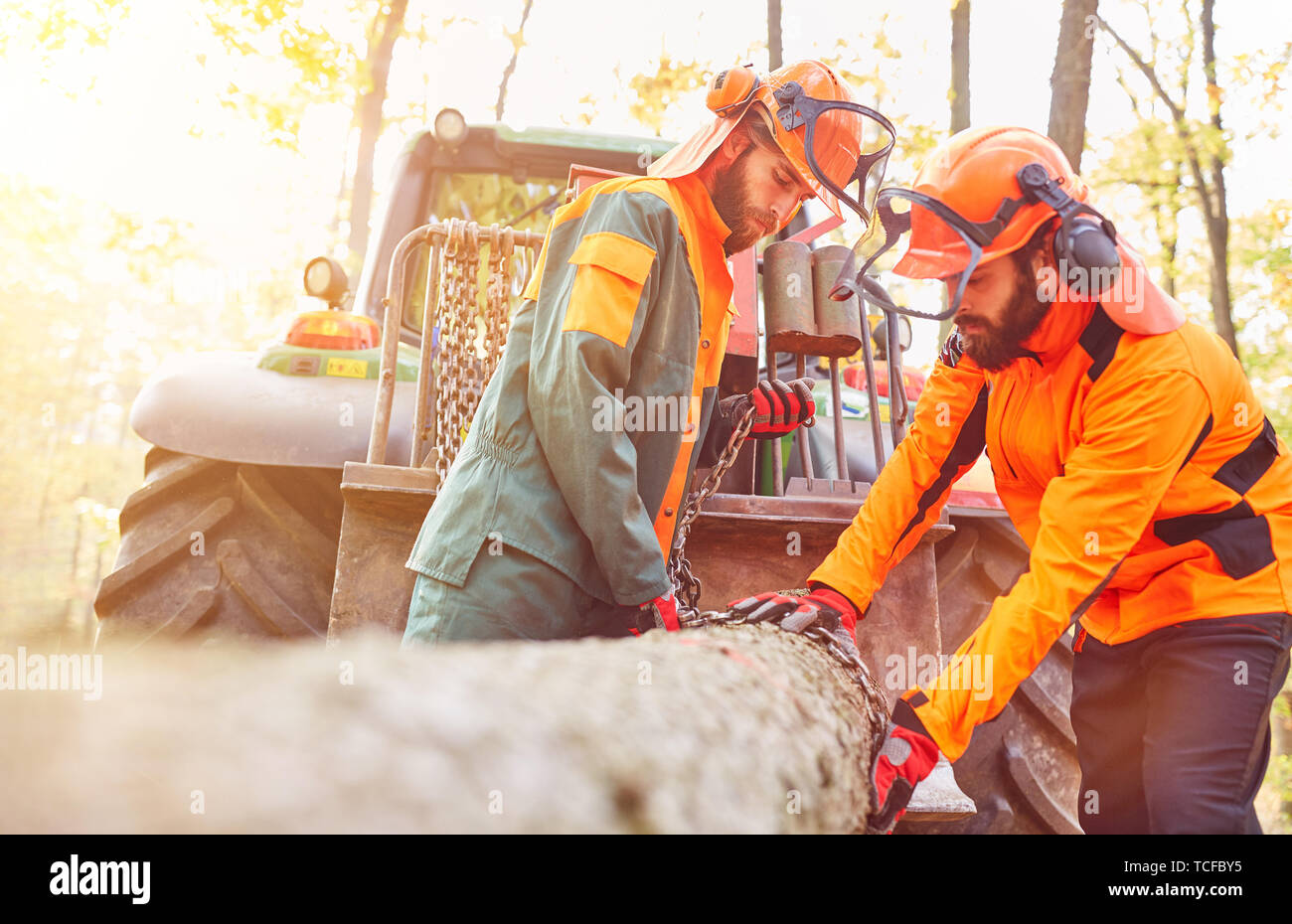 Two forest workers in the forest load tree trunk on forwarder at the ...