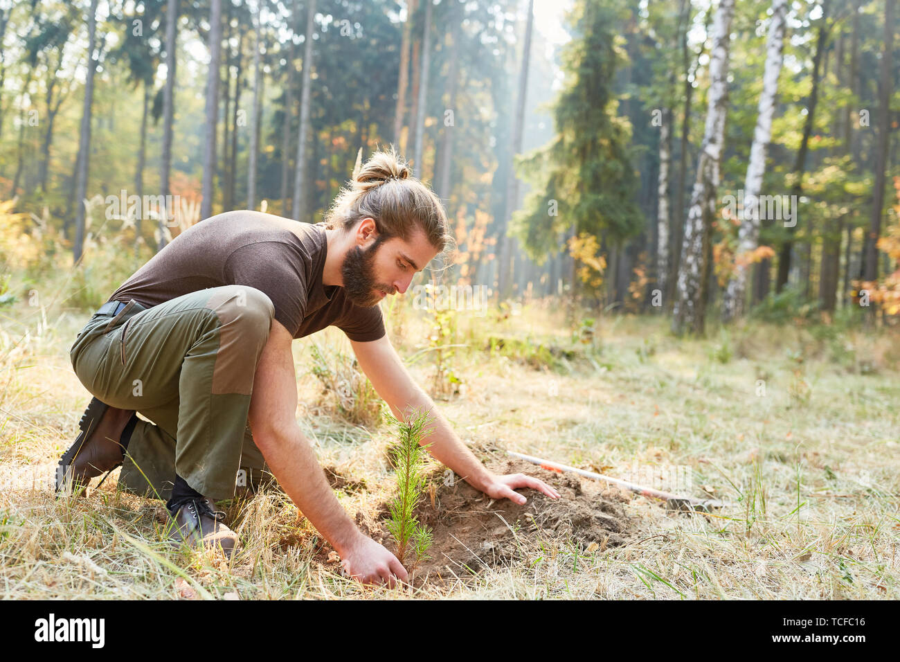 Forester at the pine tree plant for reforestation in the forest Stock ...