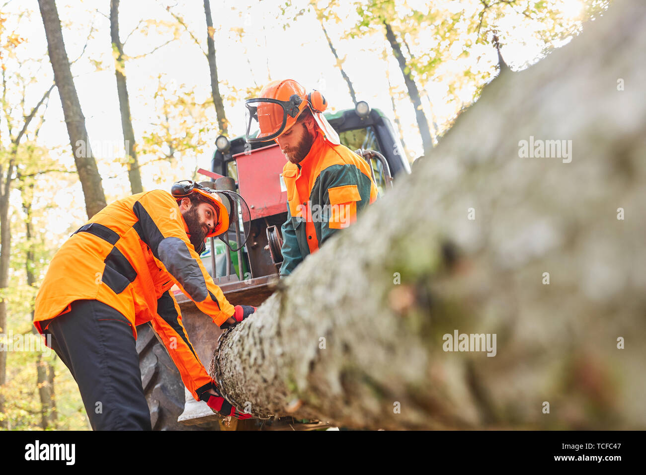 Two forest workers transport together a tree trunk while wood back ...