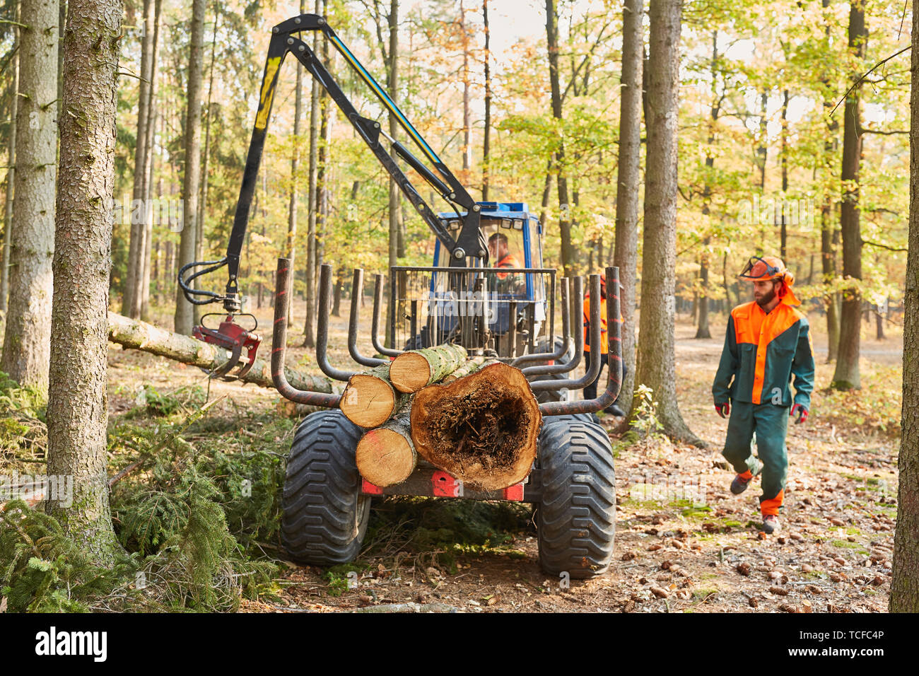 Forest workers with forwarder and forest crane fell by the tree and ...