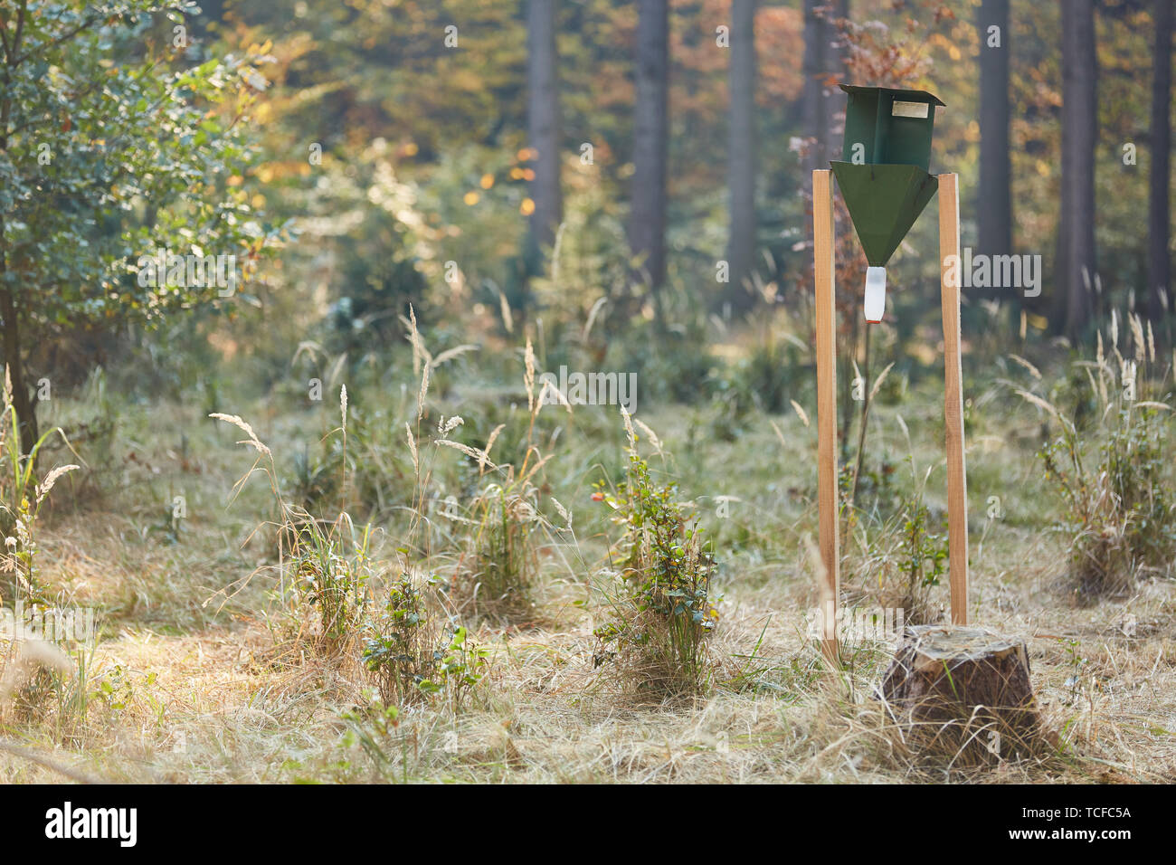 Bark beetle trap in a forest with seedlings for sustainable forestry ...