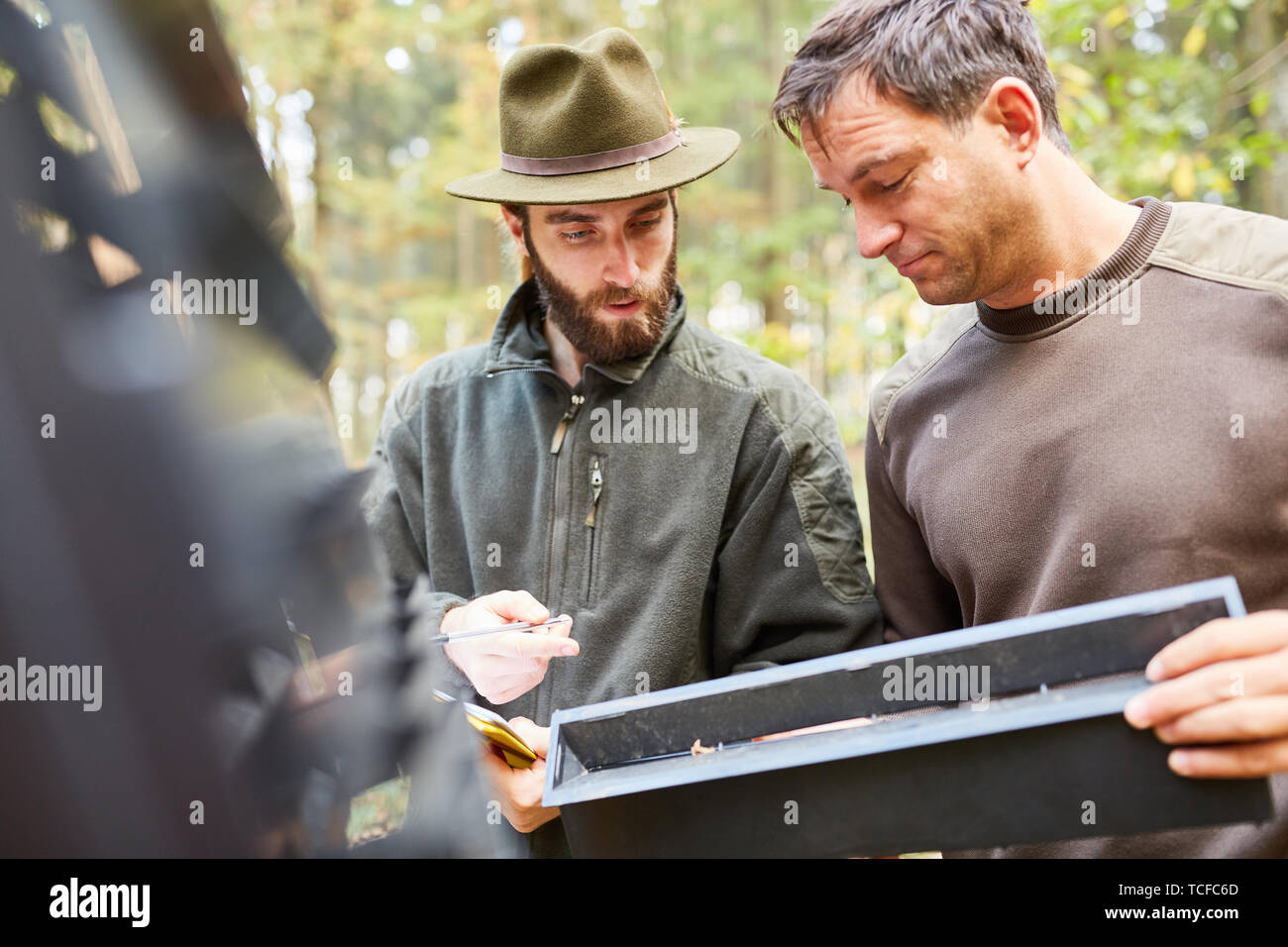 Forester and intern with a bark beetle trap as pest control Stock Photo ...