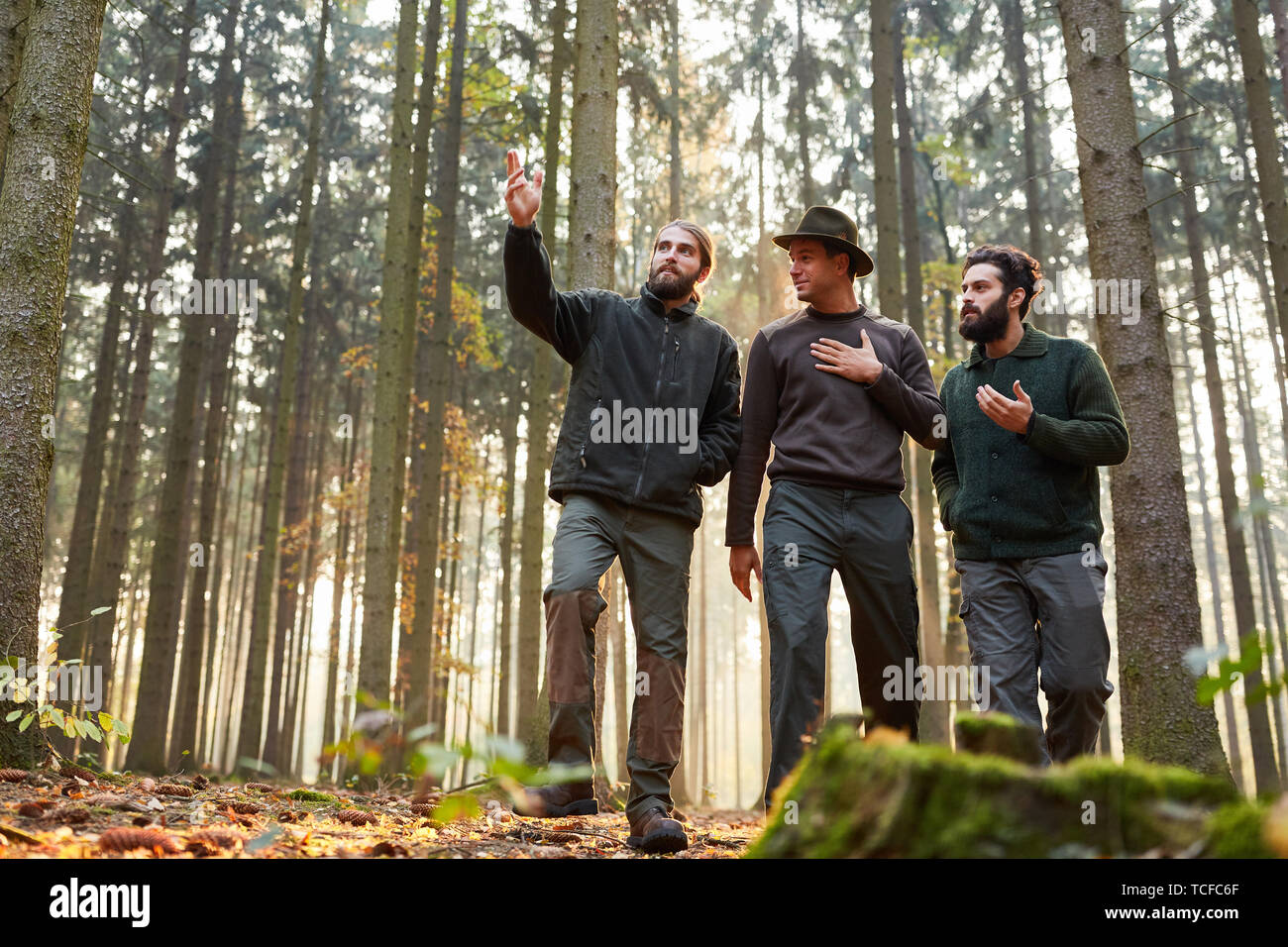 Three foresters on a tour through a forest and control the trees Stock ...