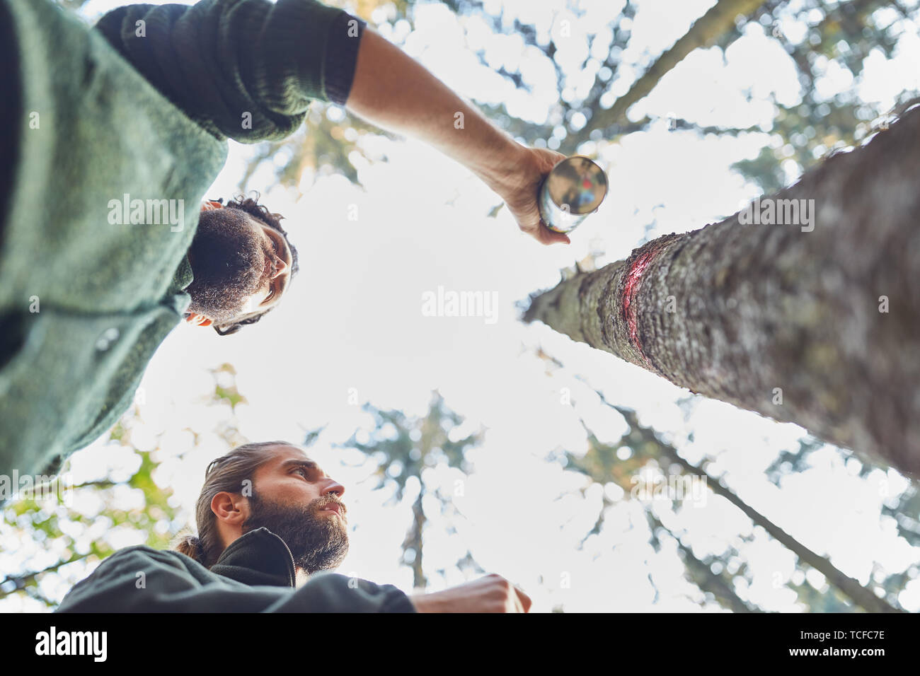 Foresters mark tree trunk with red color for the wood harvest in the ...
