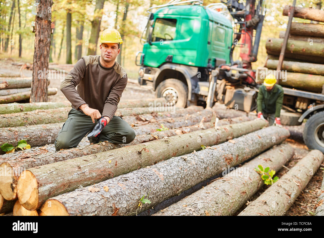 Forest worker after harvesting wood while loading long wood onto a long ...