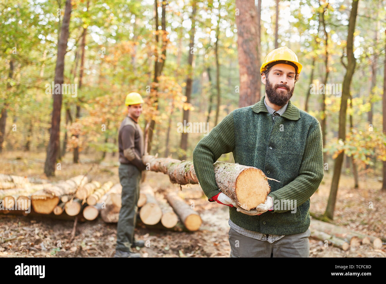 Two forest workers transport a tree trunk together during the harvest ...