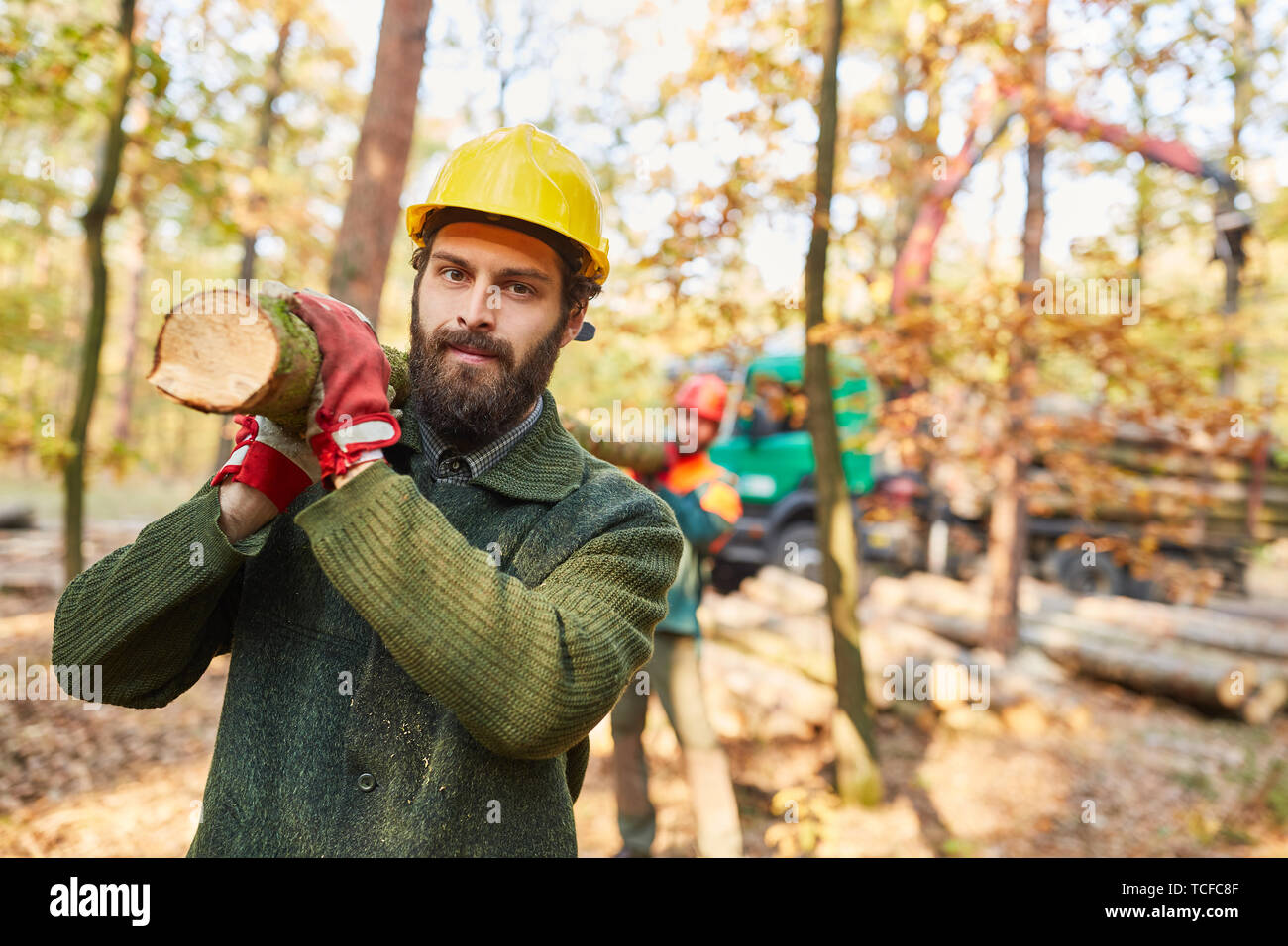 Two forest workers carry a tree trunk while harvesting wood in the ...